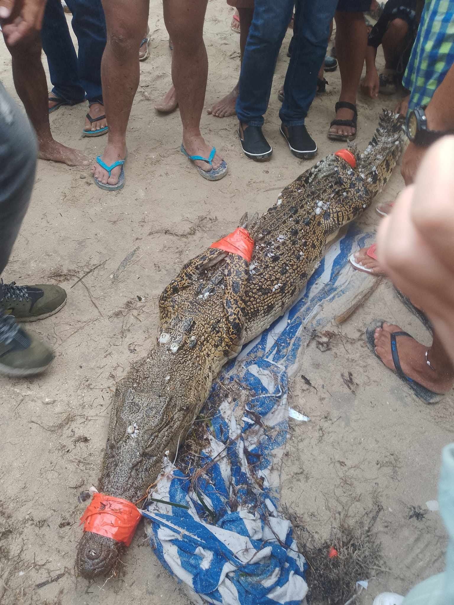 Crocodile Spotted in Boracay Captured | EUROTV PHILIPPINES