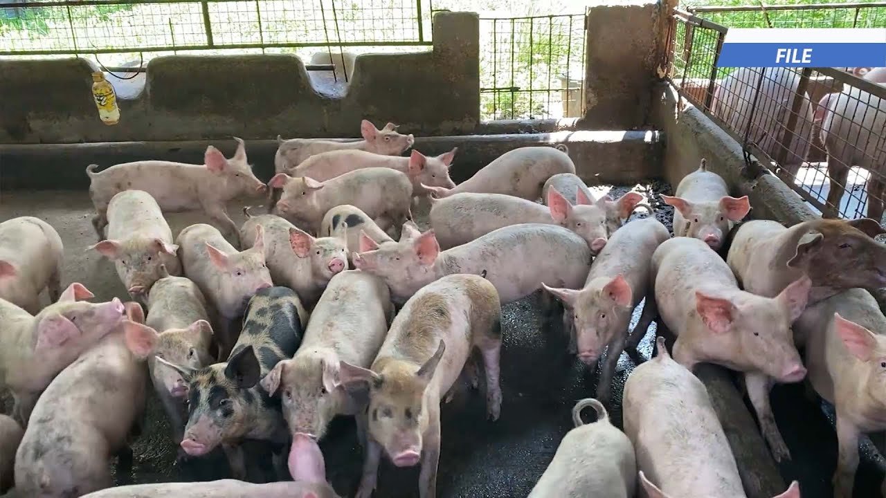 Aklan Municipalities Under ASF Red Alert: Ongoing Battle Against Swine ...