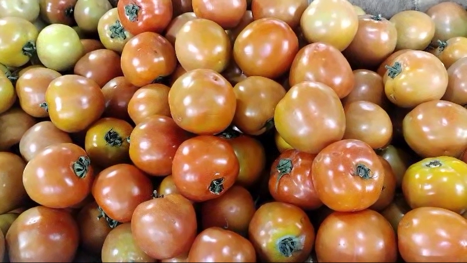 OVERSUPPLY NG KAMATIS SA MGA PROBINSYA, BINABANTAYAN NG DA | EUROTV ...